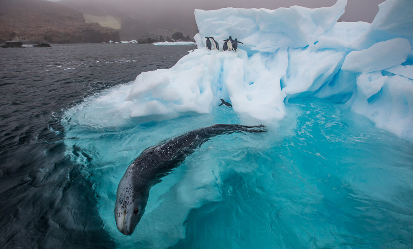 Antarctica | SeaLegacy