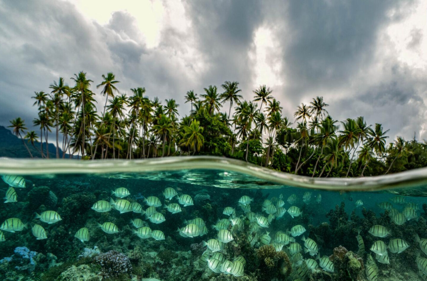 Ocean Donation - Take Action, Share or Donate | SeaLegacy