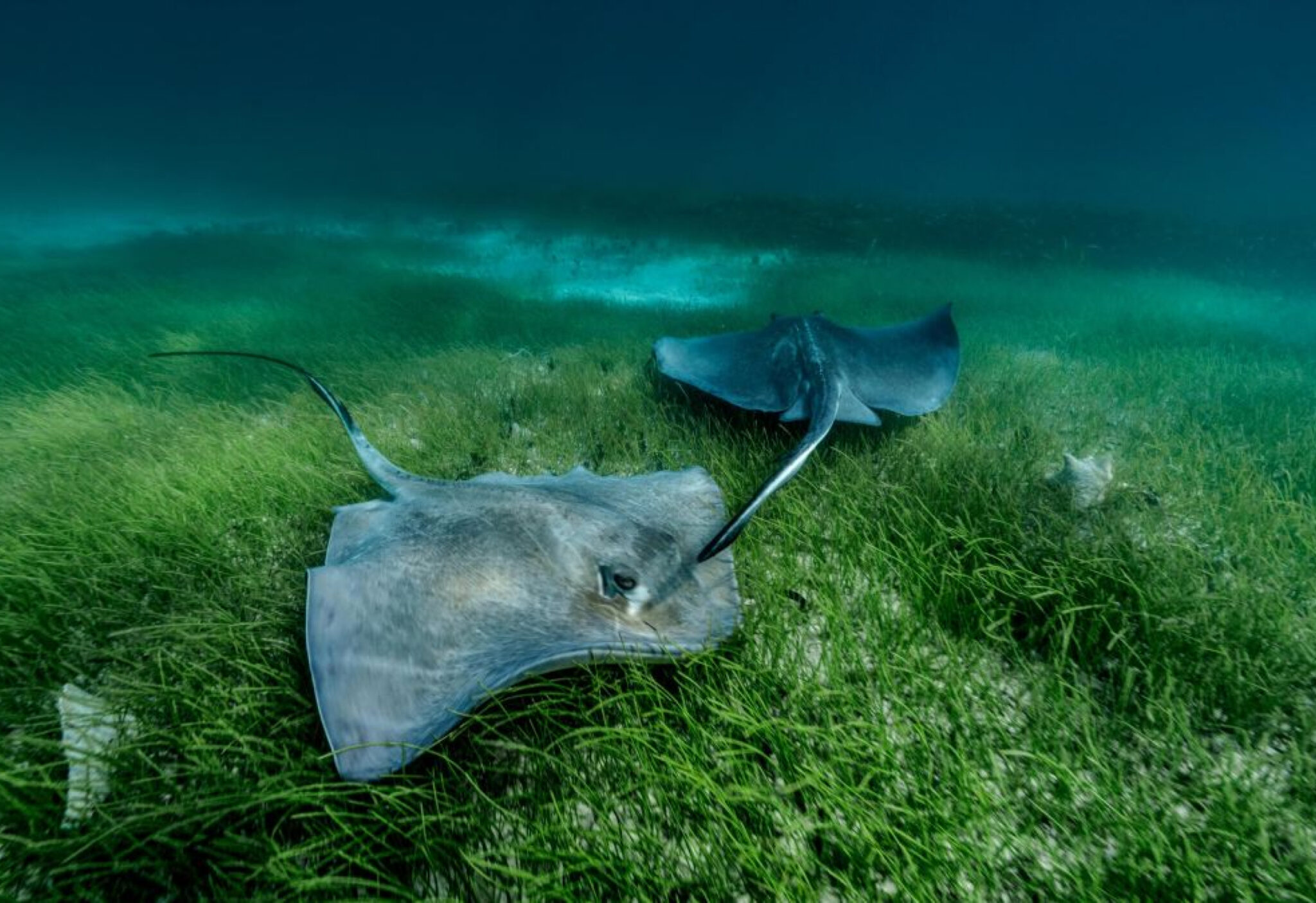 SeaLegacy | Ocean Nonprofit Protecting the Power of the Sea