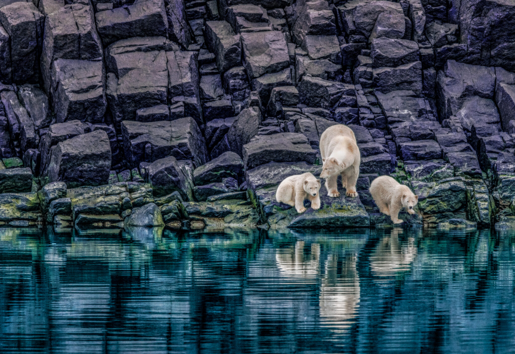 Ocean Donation - Take Action, Share or Donate | SeaLegacy