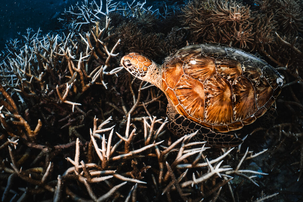 Coral Bleaching: The Ecosystem's SOS Signal | SeaLegacy