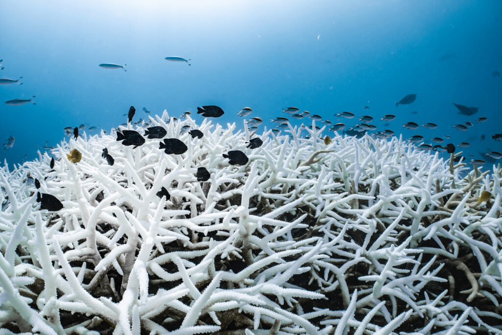Coral Bleaching: The Ecosystem's SOS Signal | SeaLegacy