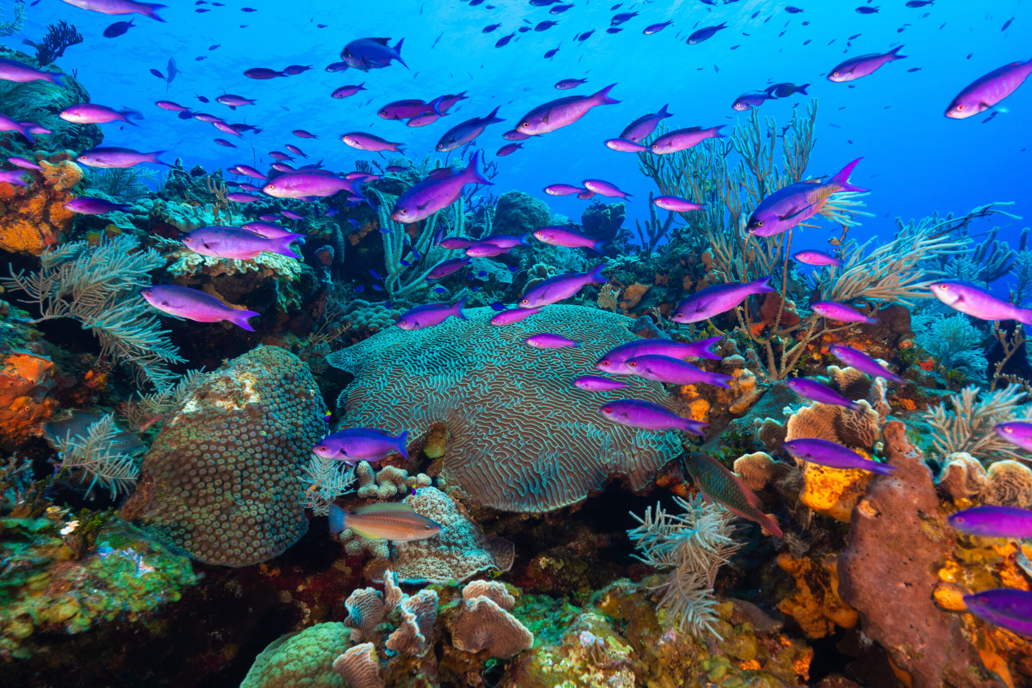 What are corals? | SeaLegacy