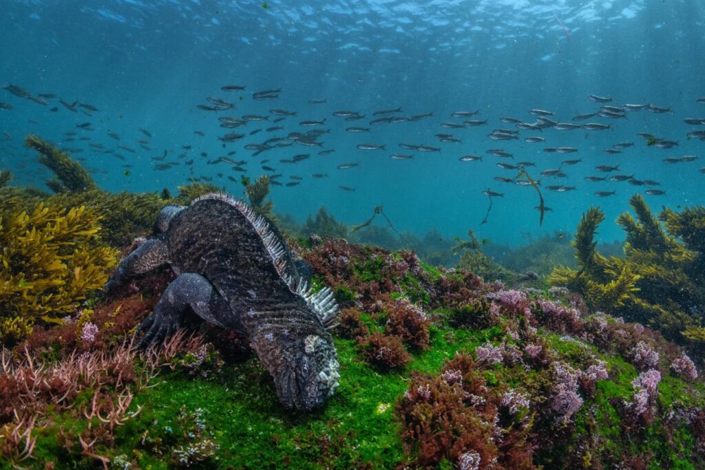 Sony Alpha Universe "Marine Iguanas in the Galapagos | Behind the Shot ...