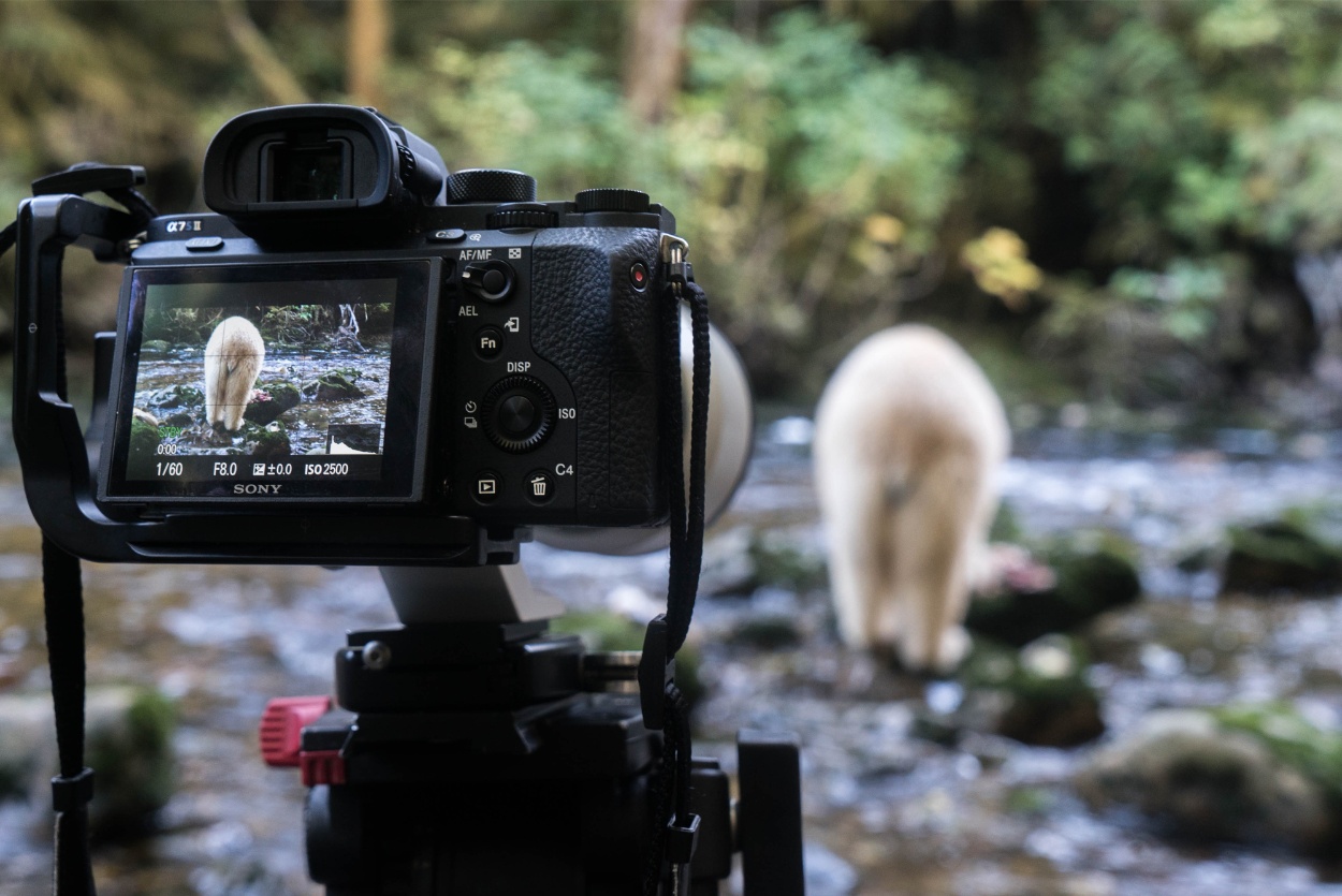 Sony Alpha Universe Launches "Behind the Shot with Paul Nicklen ...