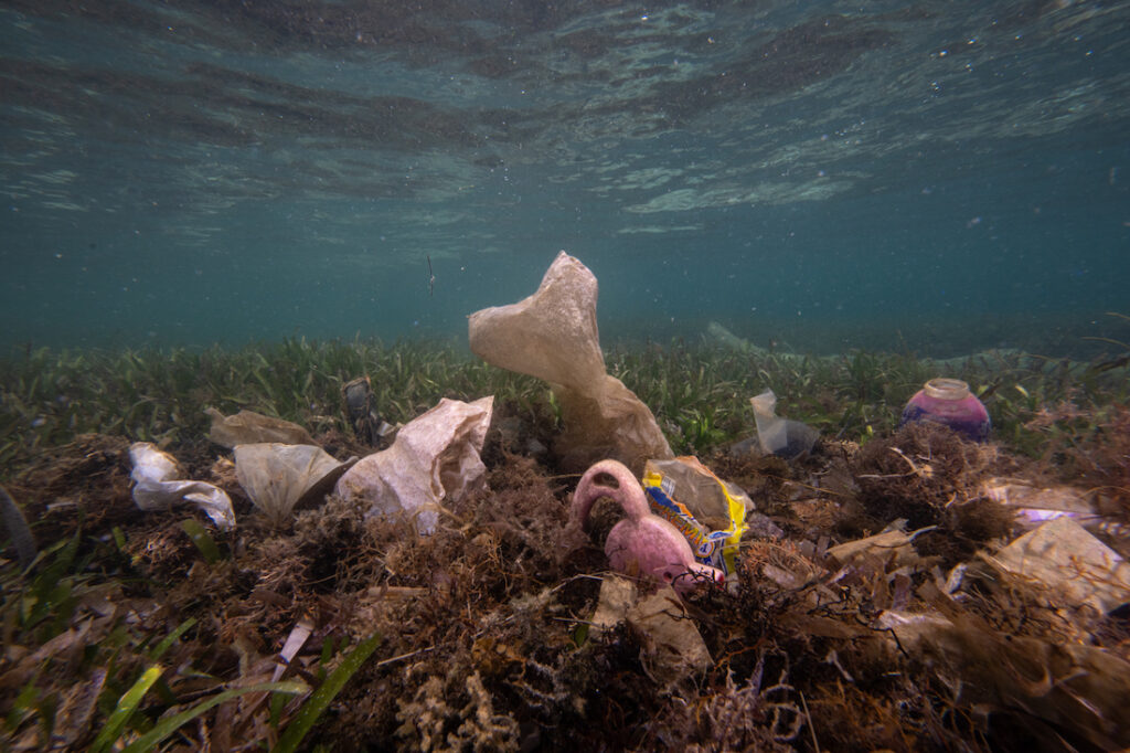 Ocean Insights Archives | SeaLegacy