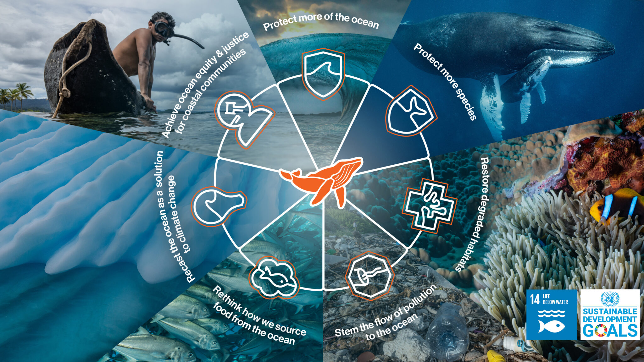 Areas of Impact - Roadmap to Ocean Conservation | SeaLegacy