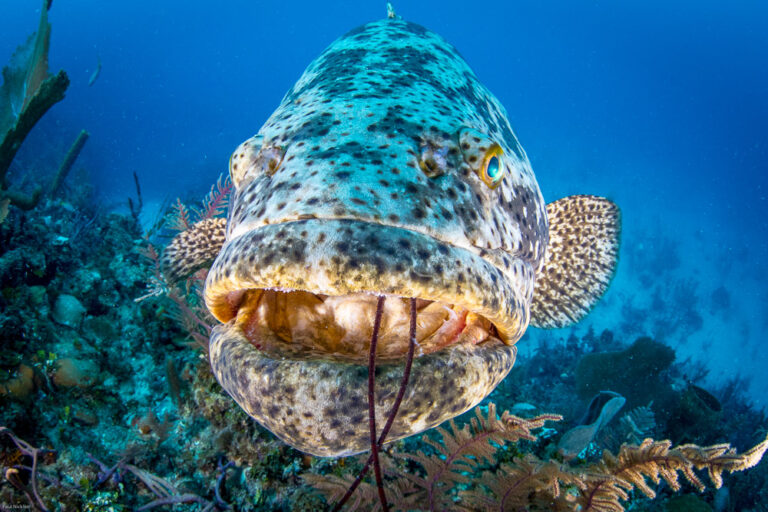 Sony Alpha Universe "Behind The Shot: A Full Moon Fish Frenzy" | SeaLegacy